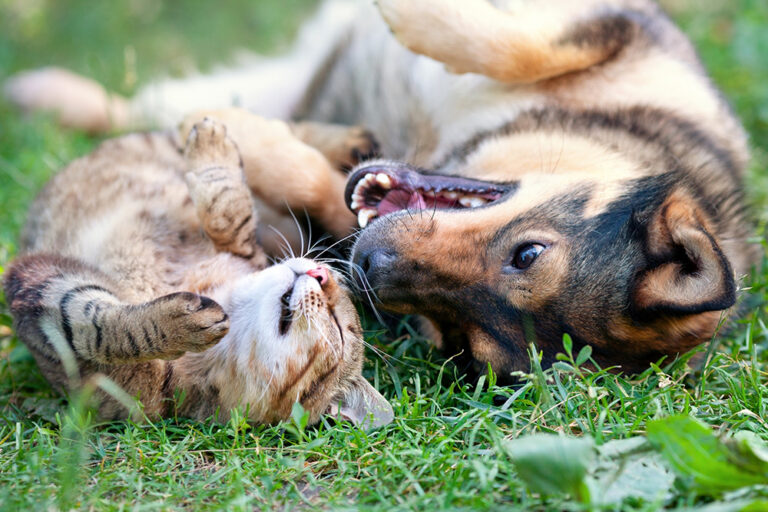 Animal Control: Pets, Wildlife & Pests -Welcome to the City of Pinole